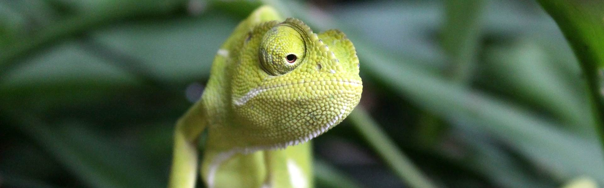 Animal Studies Course - Craven College