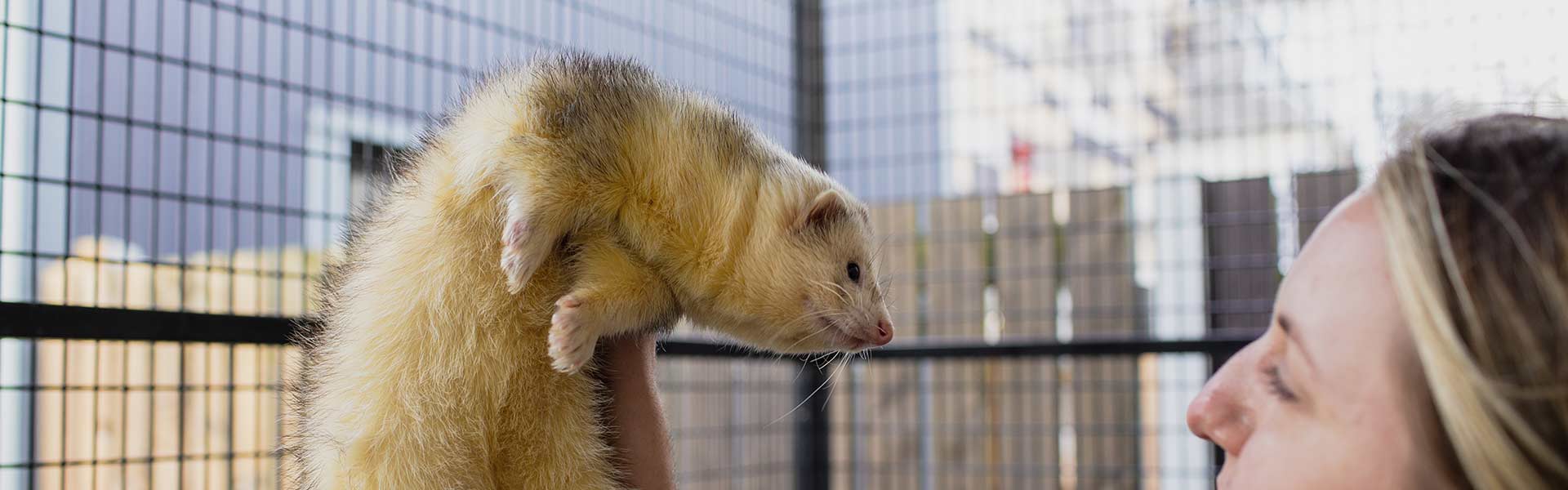 Animal Studies Course - Craven