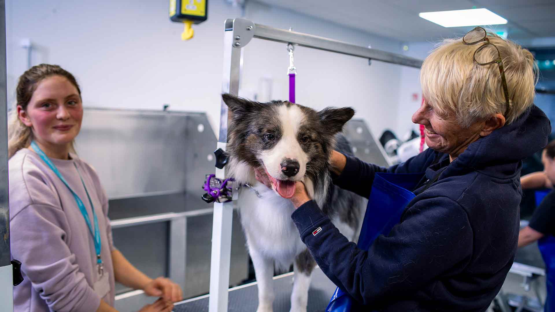Dog Grooming Assistants Level 2 Certificate - Craven