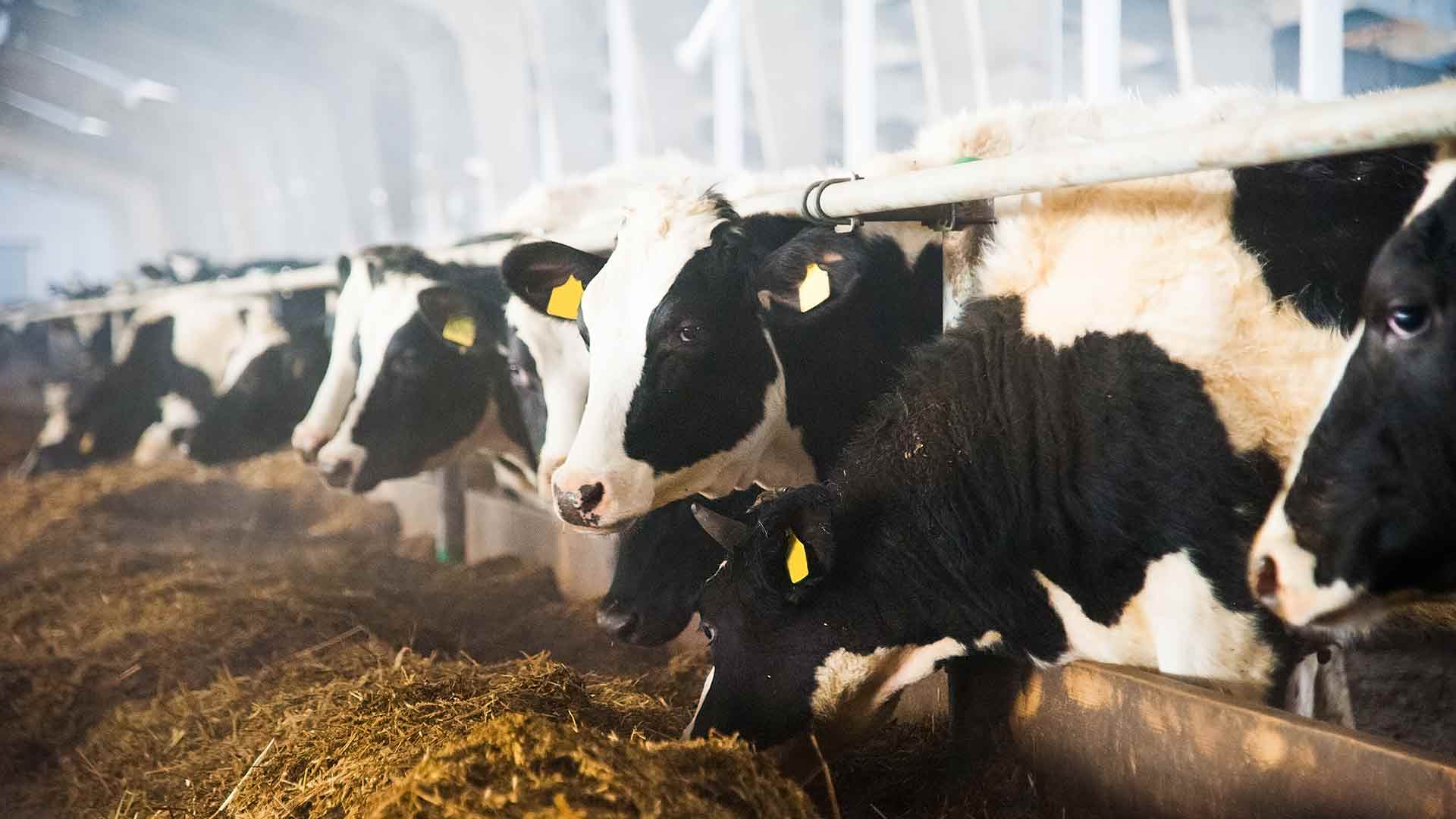 Assistant Farm Manager Apprenticeship Course - Craven