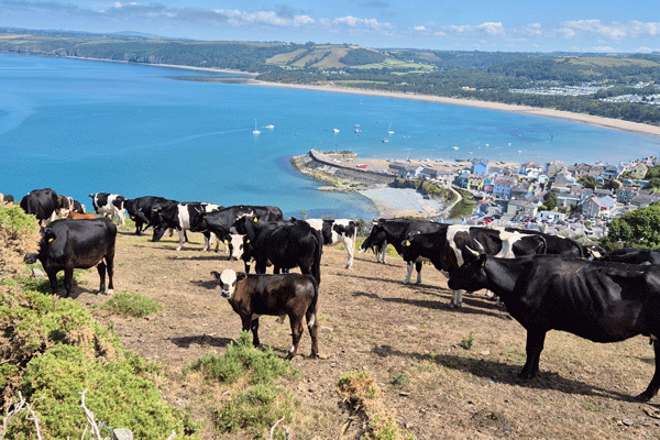 Animal Students Walk on the Wild Side - Craven